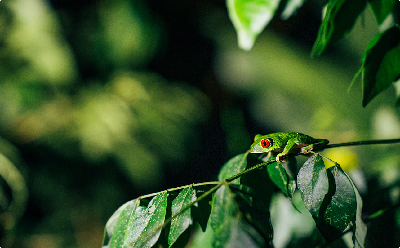 CONSERVING A COSTA RICAN RAINFOREST